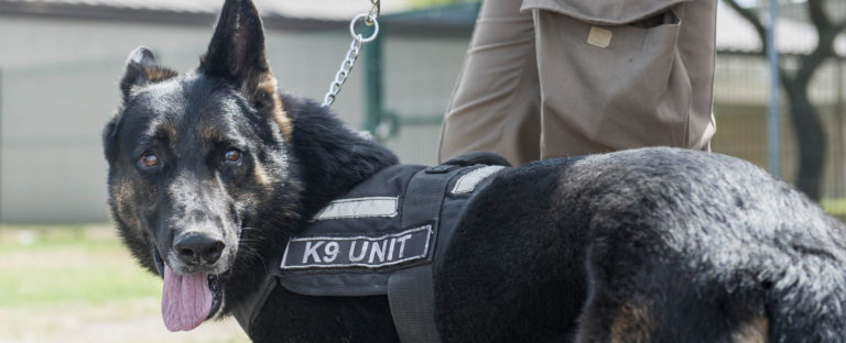 K9 Security Services (Dog Unit) | Red Security